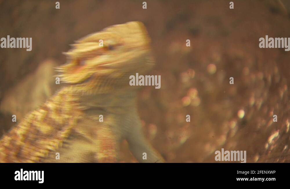Desert lizard Stock Videos & Footage - HD and 4K Video Clips - Alamy