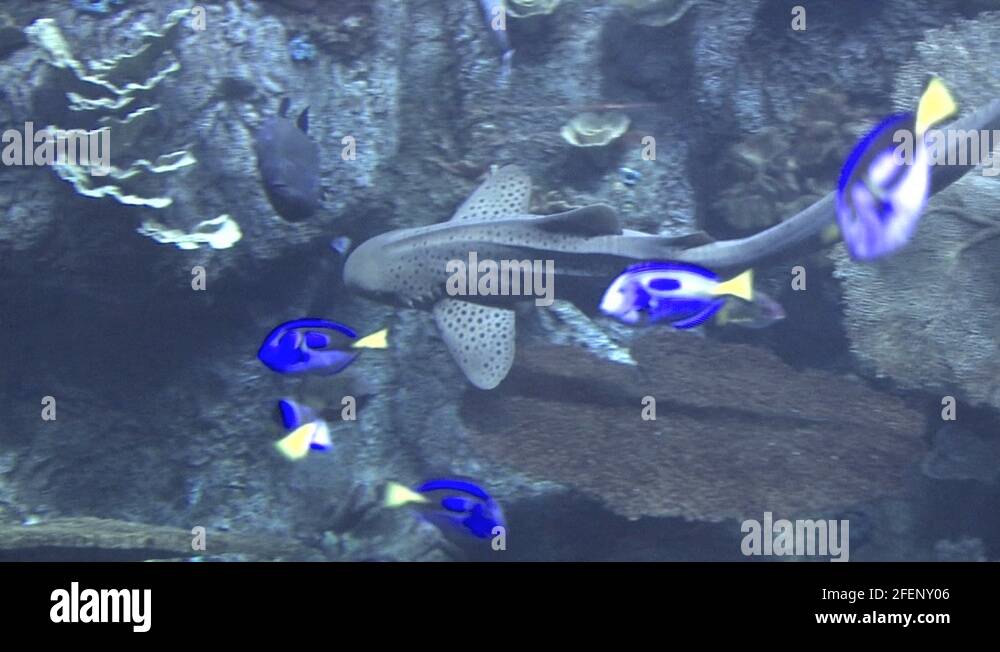 Coral reef associated fish Stock Videos & Footage - HD and 4K Video ...