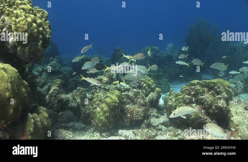Bonaire reef fish Stock Videos & Footage - HD and 4K Video Clips - Alamy