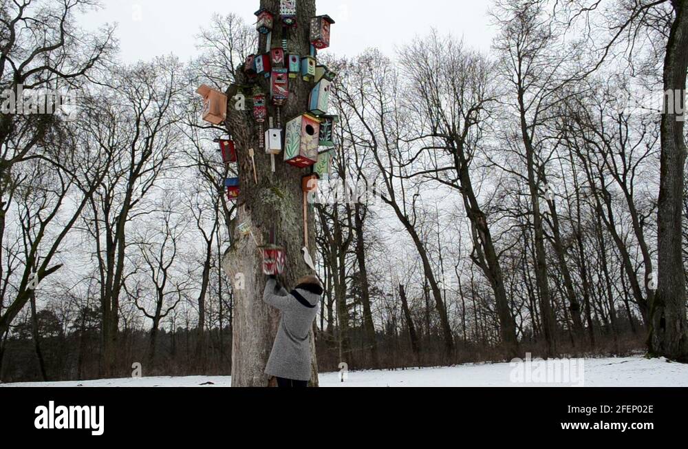 Winter nest box bird Stock Videos & Footage - HD and 4K Video Clips - Alamy