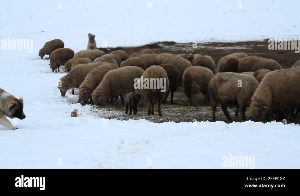Flock guard Stock Videos & Footage - HD and 4K Video Clips - Alamy