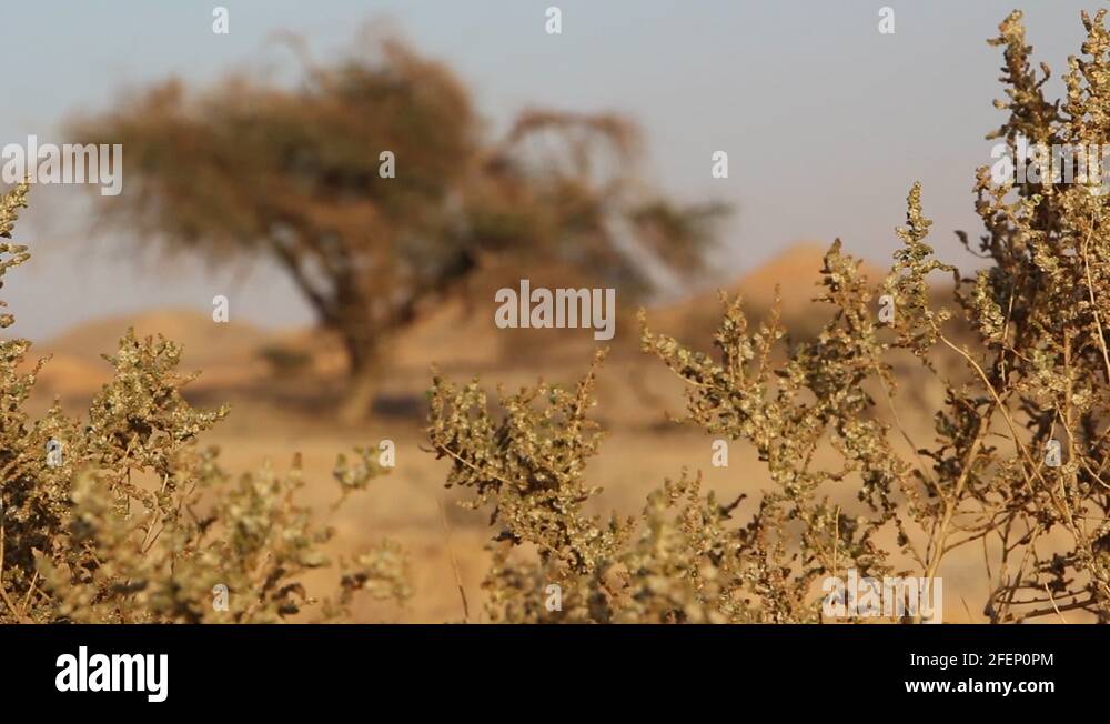Desert flora Stock Videos & Footage - HD and 4K Video Clips - Alamy