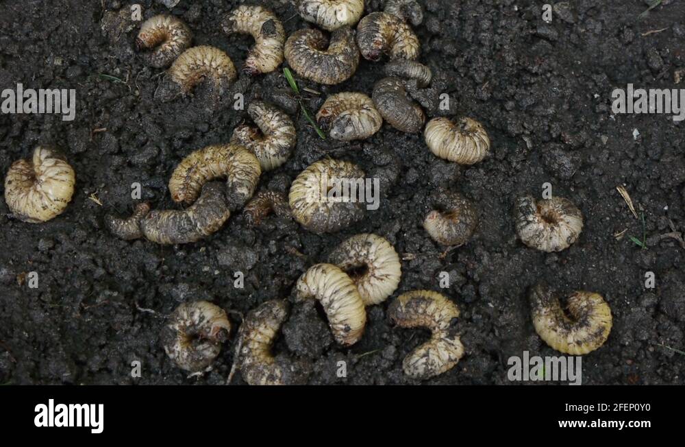 Chafer grubs grass Stock Videos & Footage - HD and 4K Video Clips - Alamy