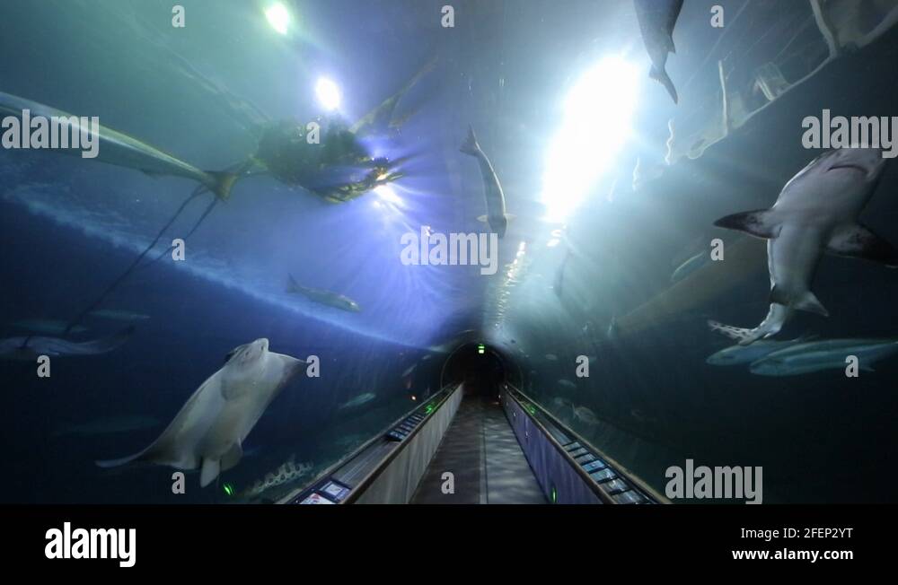 Aquarium fish swimming in water Stock Videos & Footage - HD and 4K ...