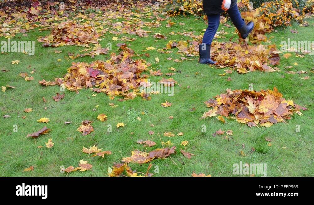 Kick leaf Stock Videos & Footage - HD and 4K Video Clips - Alamy