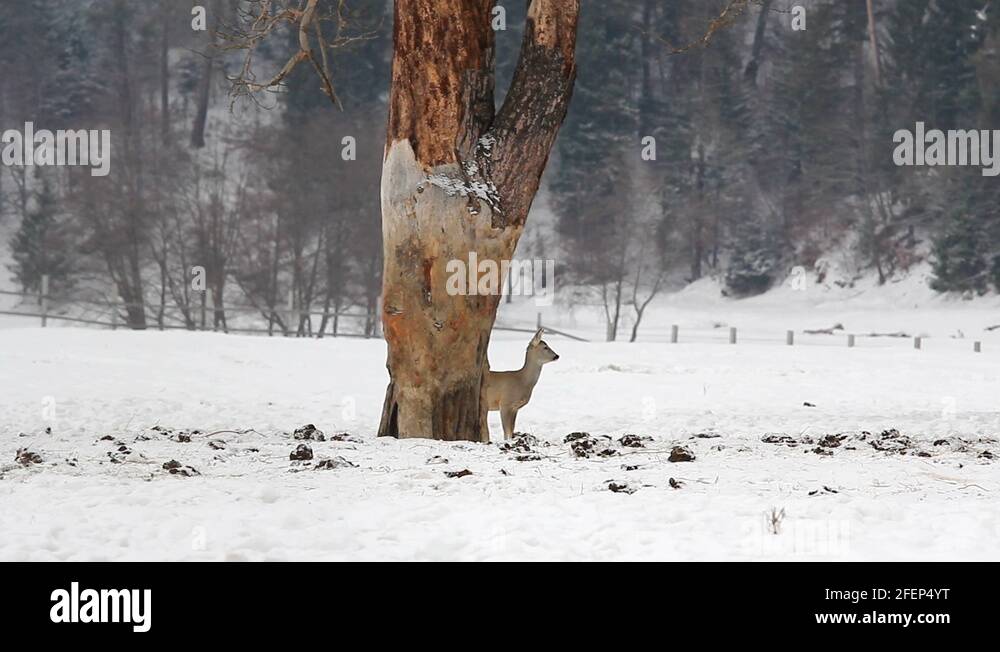 Deer behind tree Stock Videos & Footage - HD and 4K Video Clips - Alamy