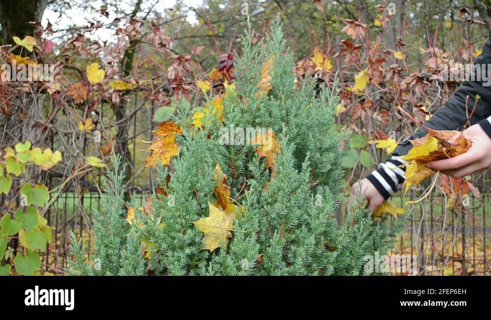 Woman bush tree garden Stock Videos & Footage - HD and 4K Video Clips ...