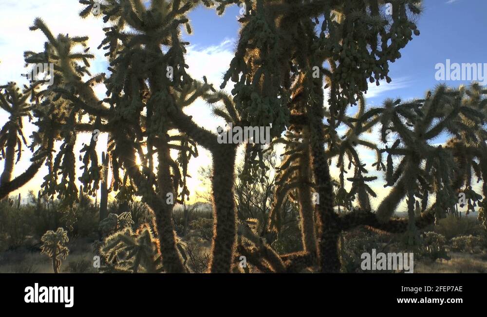 Fruit chain cholla cactus Stock Videos & Footage - HD and 4K Video ...