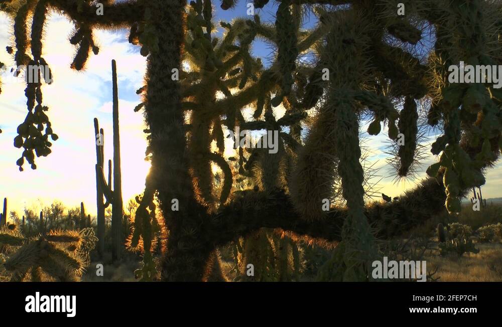 Segmented cactus Stock Videos & Footage - HD and 4K Video Clips - Alamy
