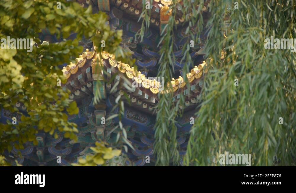 roof of Forbidden City palace.Crown of ginkgo tree & willow Stock Video ...