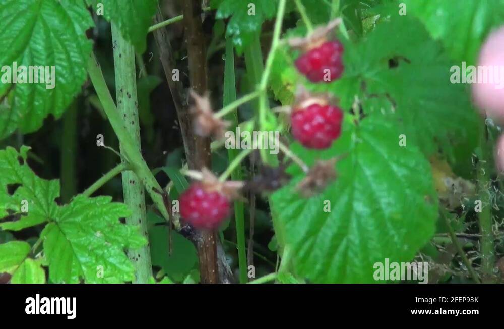 Giving the raspberry Stock Videos & Footage - HD and 4K Video Clips - Alamy