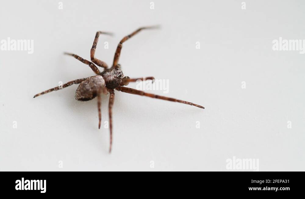 Running crab spiders Stock Videos & Footage - HD and 4K Video Clips - Alamy