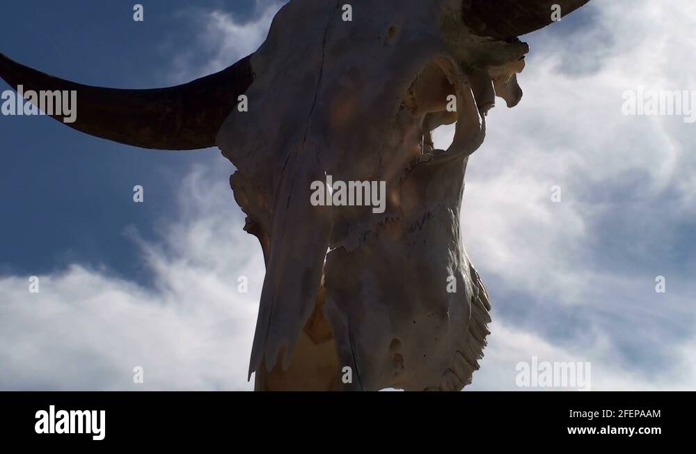 Curved skull Stock Videos & Footage - HD and 4K Video Clips - Alamy