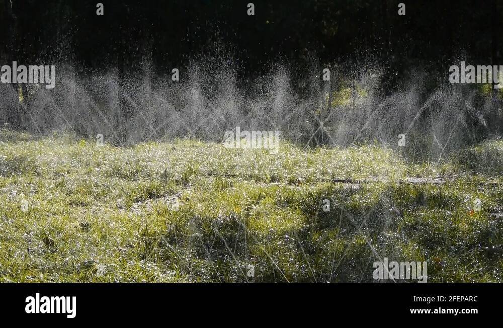 Grass water spray in trunk woods forest,sunshine on lawn backdrop ...