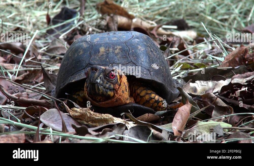 Turtle shell carapace Stock Videos & Footage - HD and 4K Video Clips ...