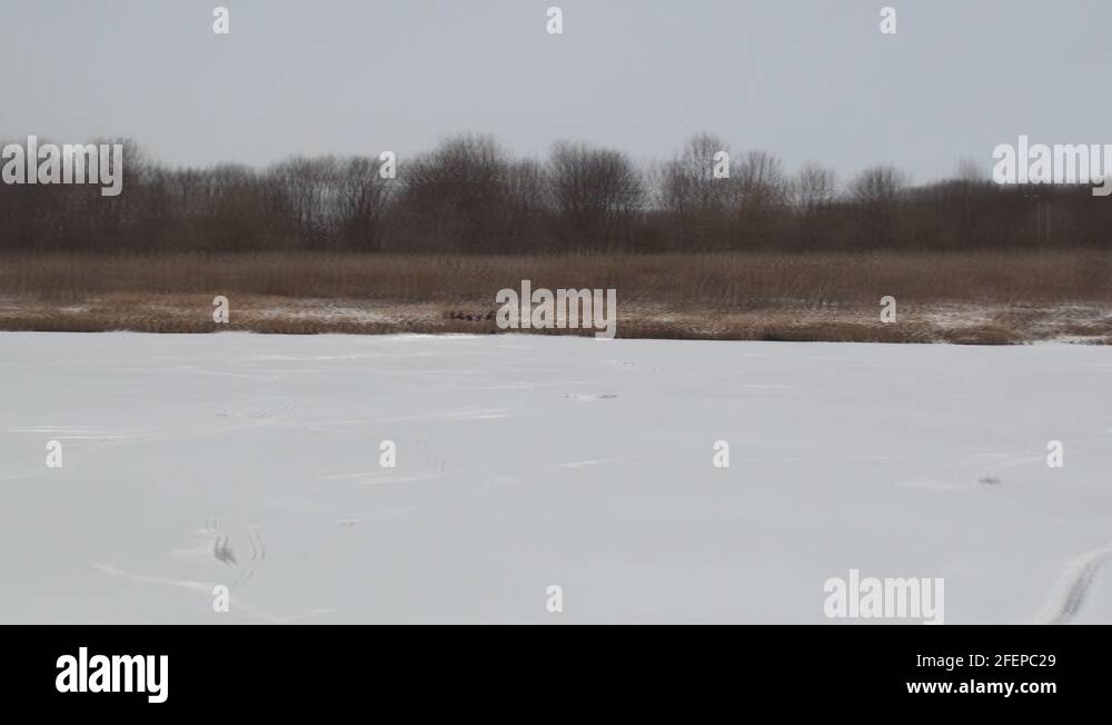 Icec frozen Stock Videos & Footage - HD and 4K Video Clips - Alamy