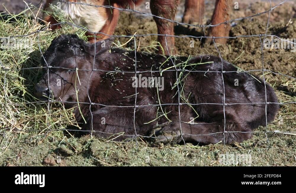 Bull mother farm Stock Videos & Footage - HD and 4K Video Clips - Alamy