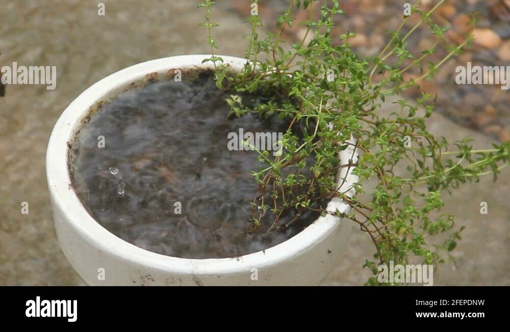 Waterlogged Stock Videos & Footage - HD and 4K Video Clips - Alamy