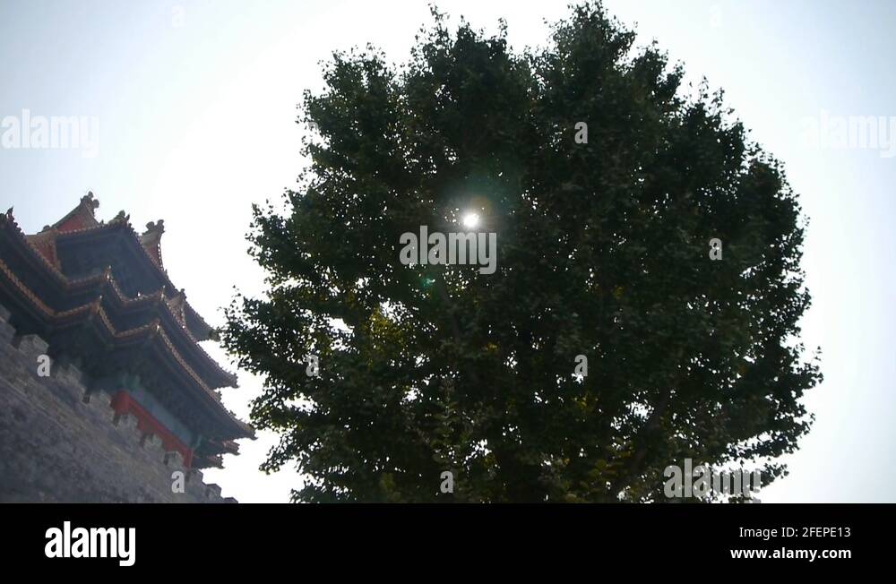 Chinese trunks Stock Videos & Footage - HD and 4K Video Clips - Alamy