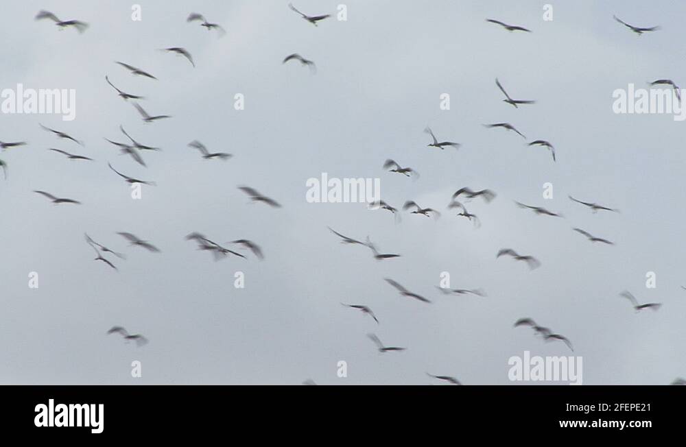 African cranes Stock Videos & Footage - HD and 4K Video Clips - Alamy