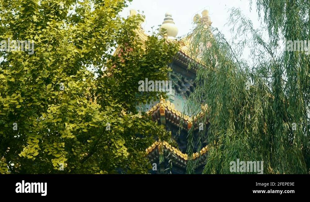 roof of Forbidden City palace.Crown of ginkgo tree & willow Stock Video ...