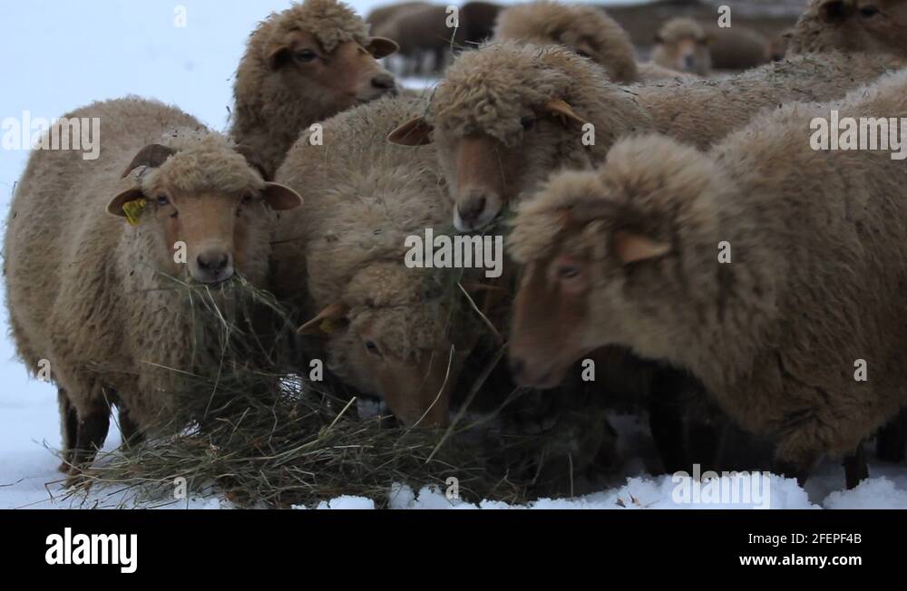 Sheep forage Stock Videos & Footage - HD and 4K Video Clips - Alamy