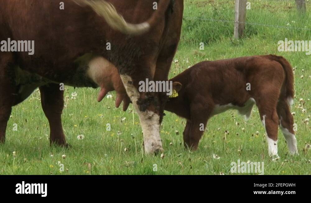 Deep red foliage Stock Videos & Footage - HD and 4K Video Clips - Alamy