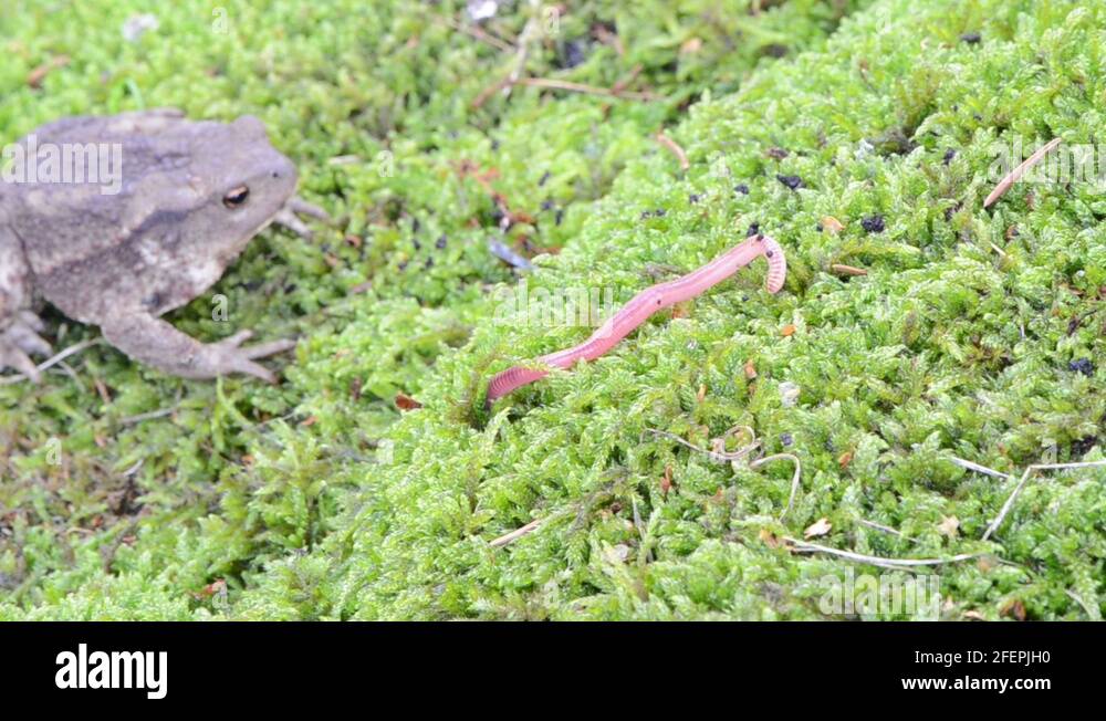 Worm earthworm Stock Videos & Footage - HD and 4K Video Clips - Alamy