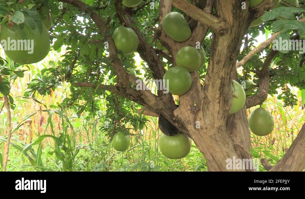 Calabash tree fruit Stock Videos & Footage - HD and 4K Video Clips - Alamy