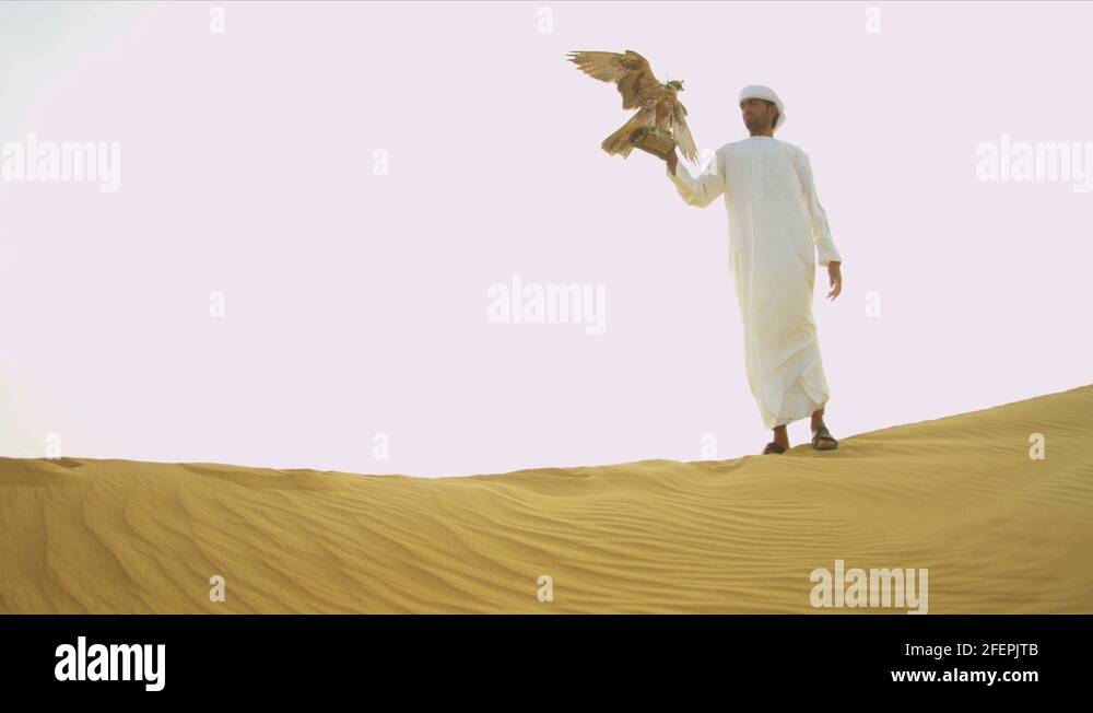 Arab falcon flying Stock Videos & Footage - HD and 4K Video Clips - Alamy