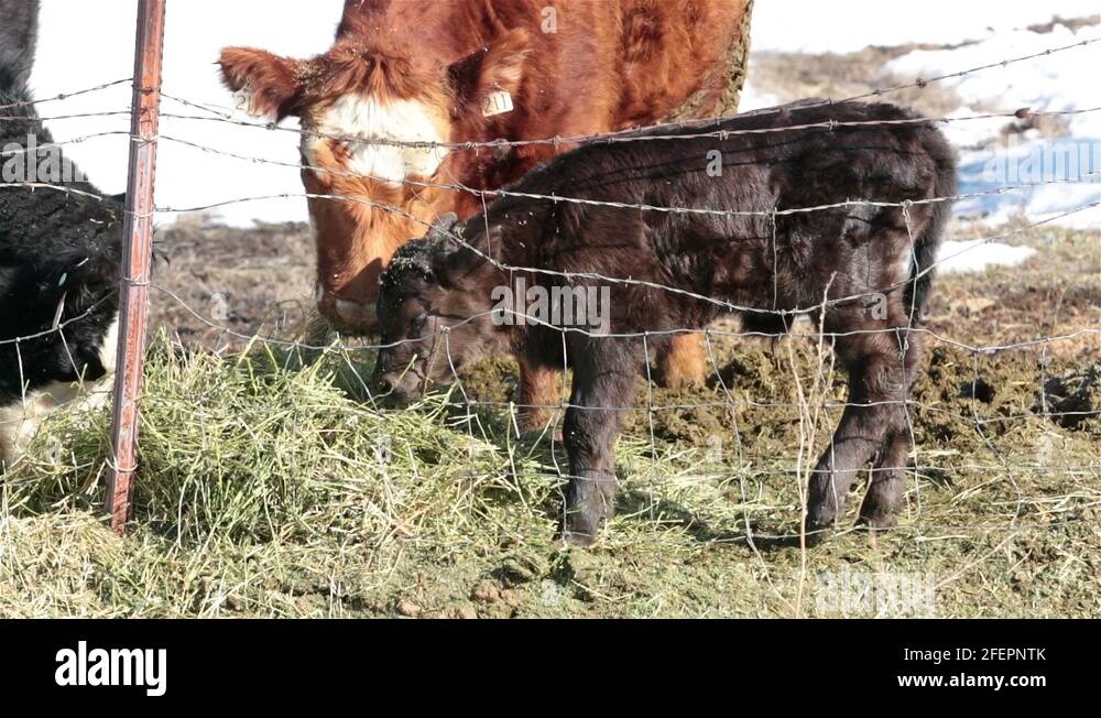 Mother cow calf laying Stock Videos & Footage - HD and 4K Video Clips ...