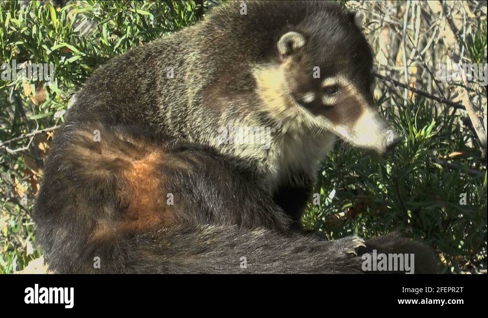 Sharp teeth claws Stock Videos & Footage - HD and 4K Video Clips - Alamy