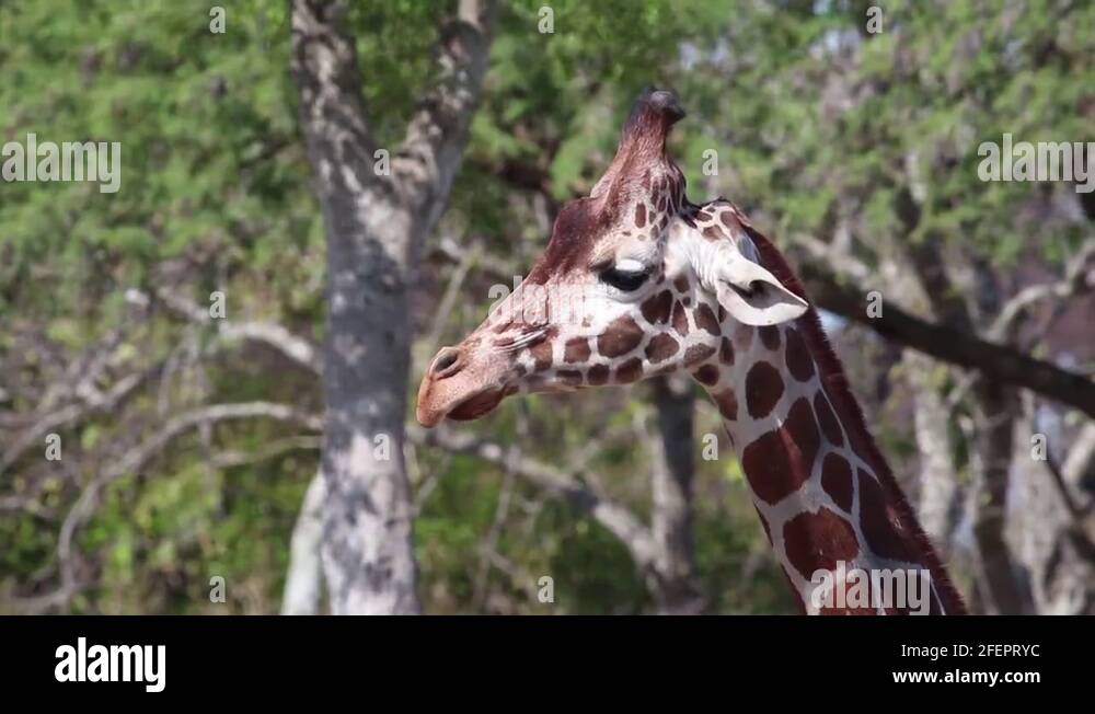 Reticulated giraffe Stock Videos & Footage - HD and 4K Video Clips - Alamy