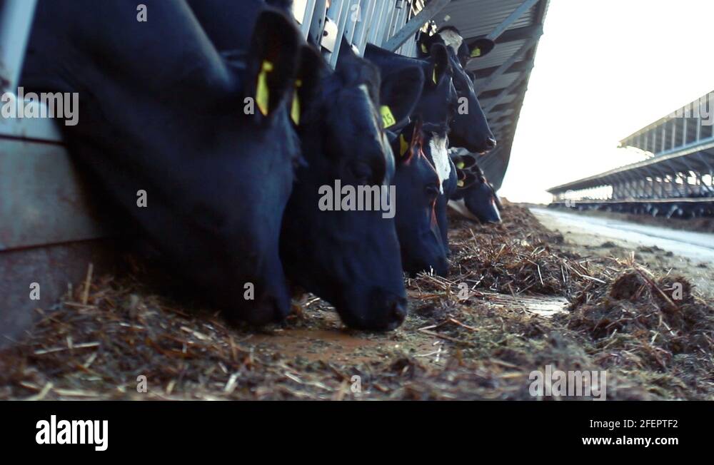 Cow eating hay in modern farm. Milk cows feeding in barn. Black calf ...