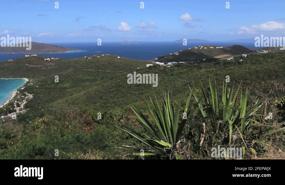 Thomas plant Stock Videos & Footage - HD and 4K Video Clips - Alamy