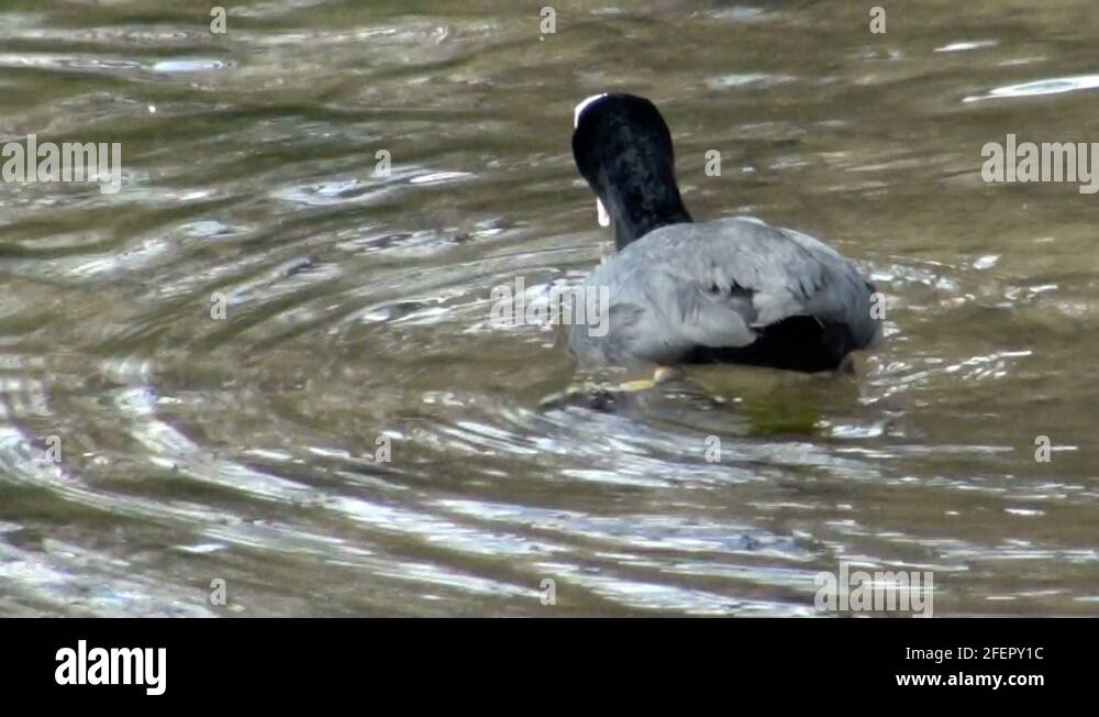 Coot head Stock Videos & Footage - HD and 4K Video Clips - Alamy