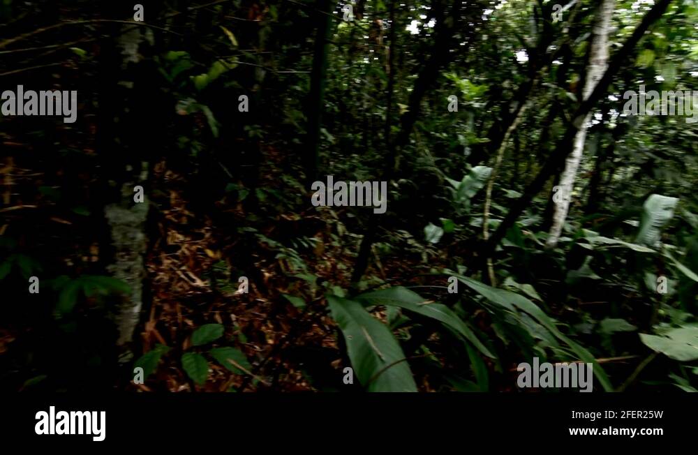 Fern forest new guinea Stock Videos & Footage - HD and 4K Video Clips ...