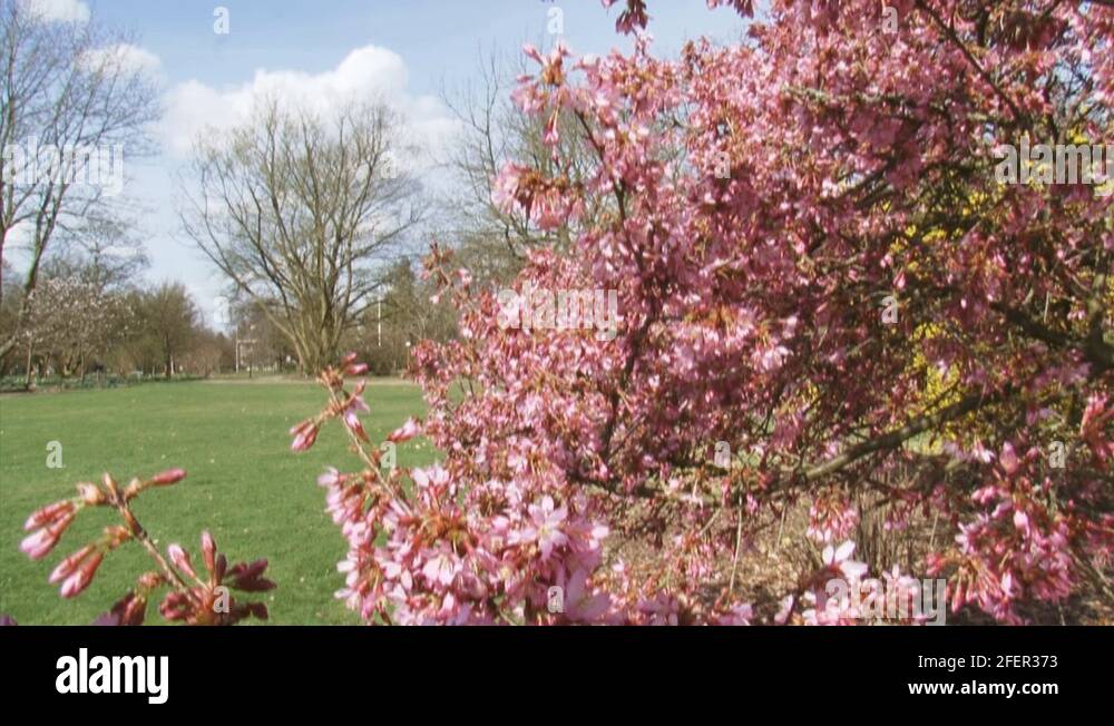 Prunus okame Stock Videos & Footage - HD and 4K Video Clips - Alamy