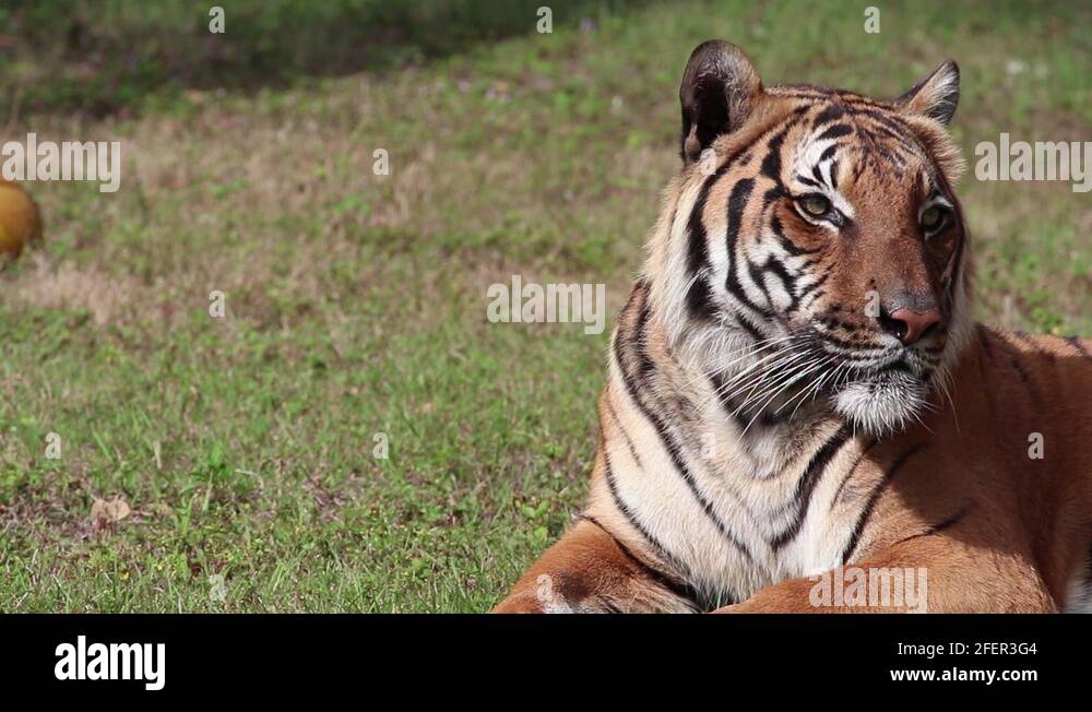 Make Bengal Tiger Stock Videos And Footage Hd And 4k Video Clips Alamy