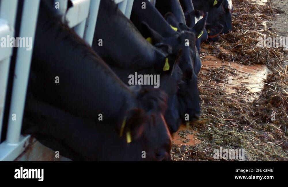 Straw for cows Stock Videos & Footage - HD and 4K Video Clips - Alamy