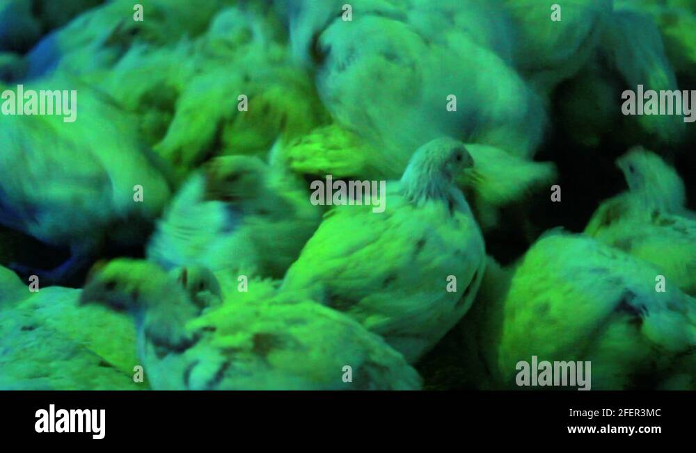 Chicken farm. Young birds on rural poultry farm closeup. Chicken ...