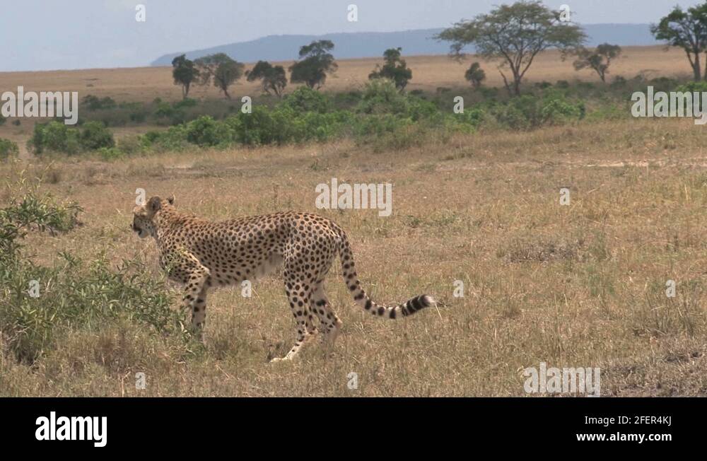 Cheetah looking at you Stock Videos & Footage - HD and 4K Video Clips ...