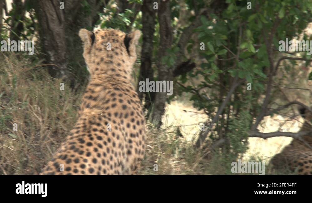 Cheetah under a tree Stock Videos & Footage - HD and 4K Video Clips - Alamy