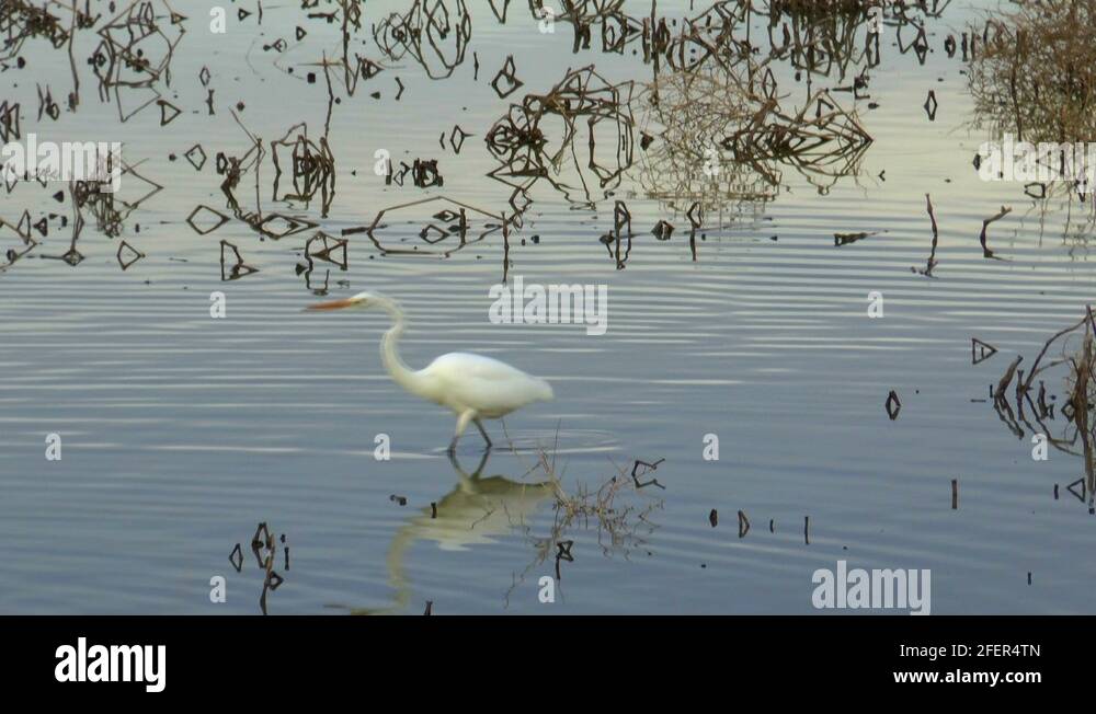 Humorous insects Stock Videos & Footage - HD and 4K Video Clips - Alamy