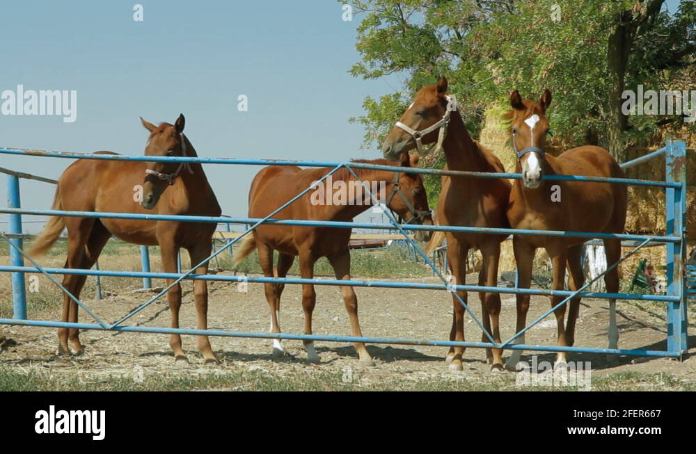 Stallions group Stock Videos & Footage - HD and 4K Video Clips - Alamy