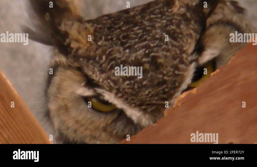 Yellow eyes raptor Stock Videos & Footage - HD and 4K Video Clips - Alamy