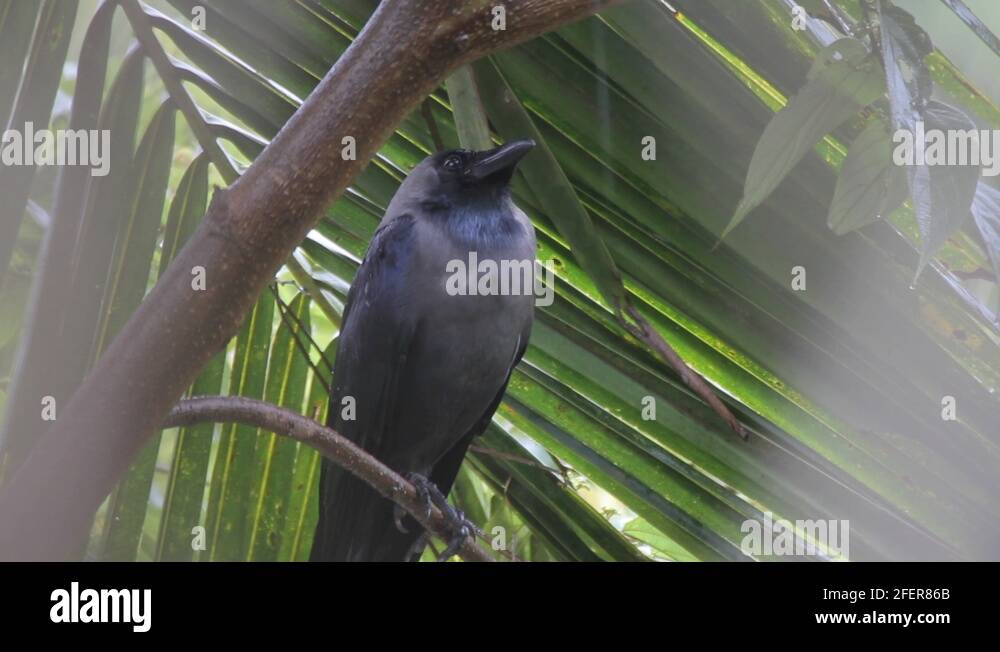 Rain crow Stock Videos & Footage - HD and 4K Video Clips - Alamy
