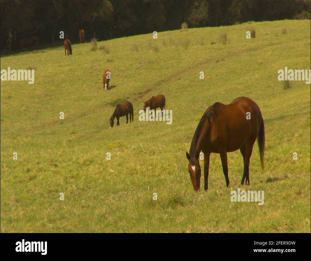 Kahua ranch hawaii Stock Videos & Footage - HD and 4K Video Clips - Alamy