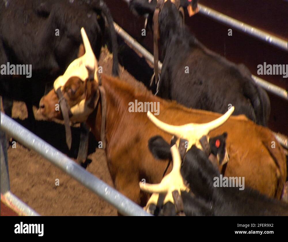Cowboy roping cattle Stock Videos & Footage - HD and 4K Video Clips - Alamy