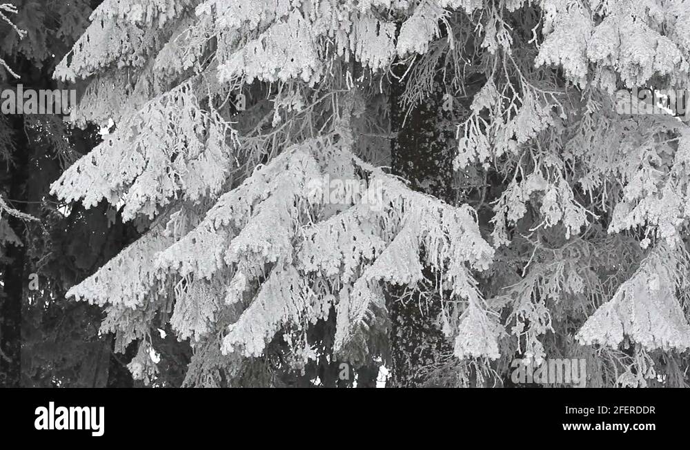 White fir tree Stock Videos & Footage - HD and 4K Video Clips - Alamy